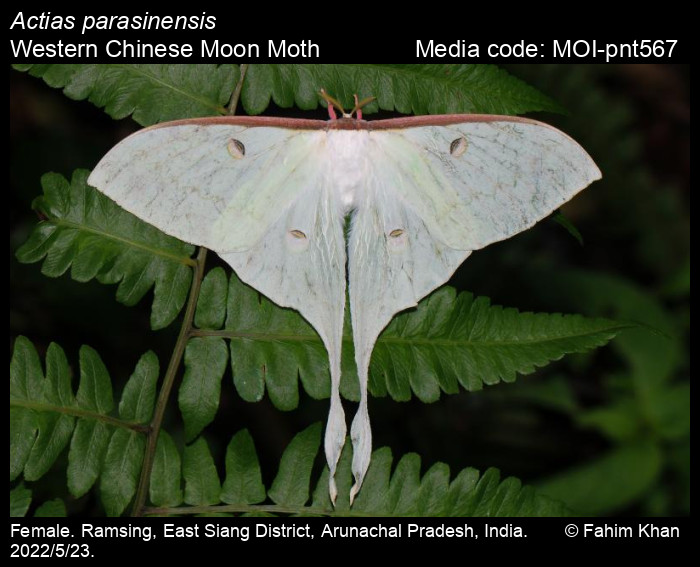 Actias parasinensis Brechlin, 2009 - Western Chinese Moon Moth | Moths